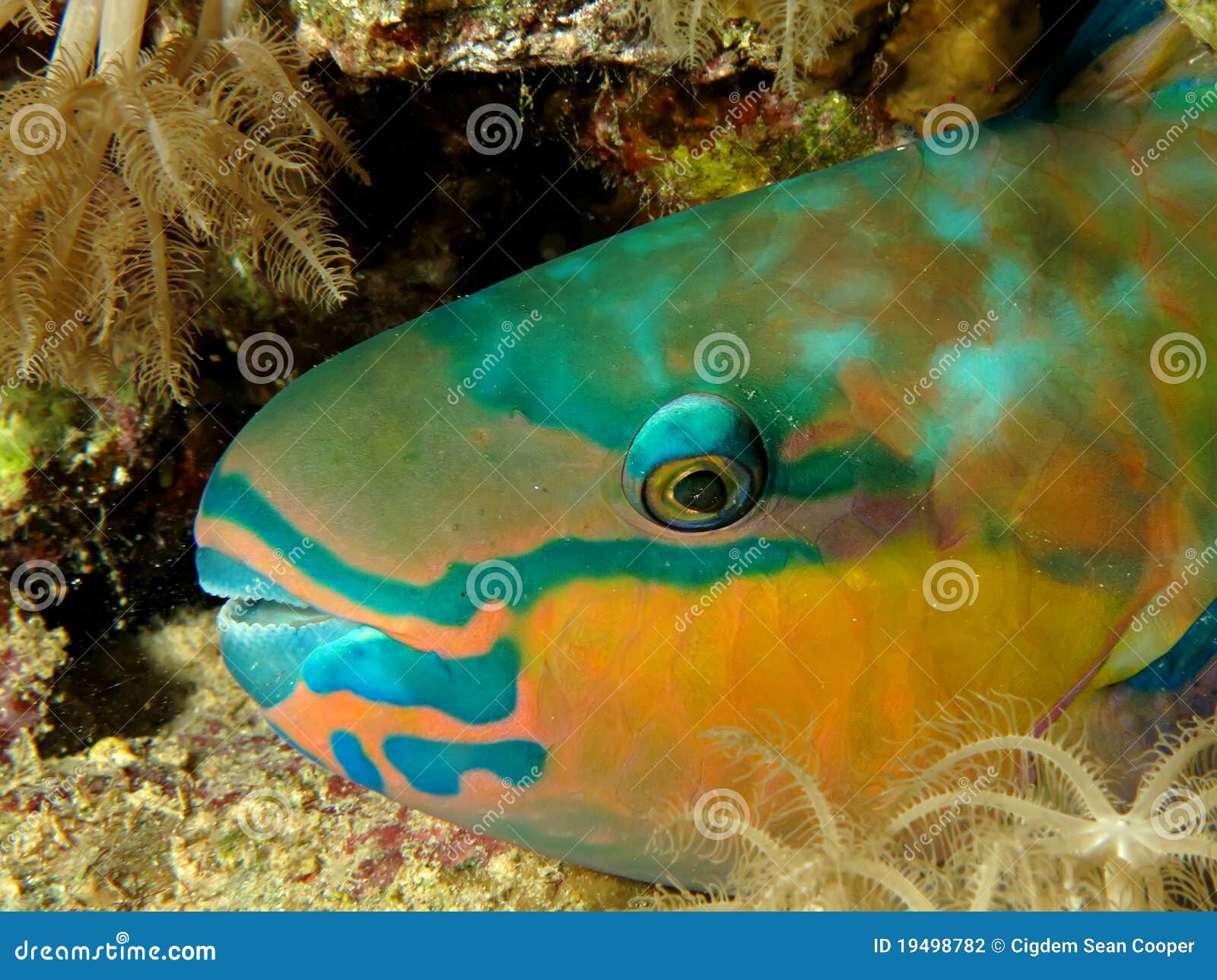 Pesce pappagallo fotografia stock. Immagine di arrugginito - 19498782
