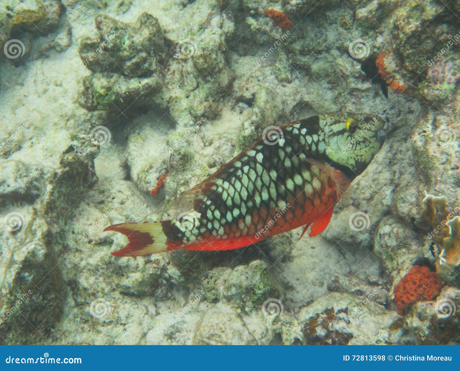 Pesce pappagallo fotografia stock. Immagine di pesci - 72813598