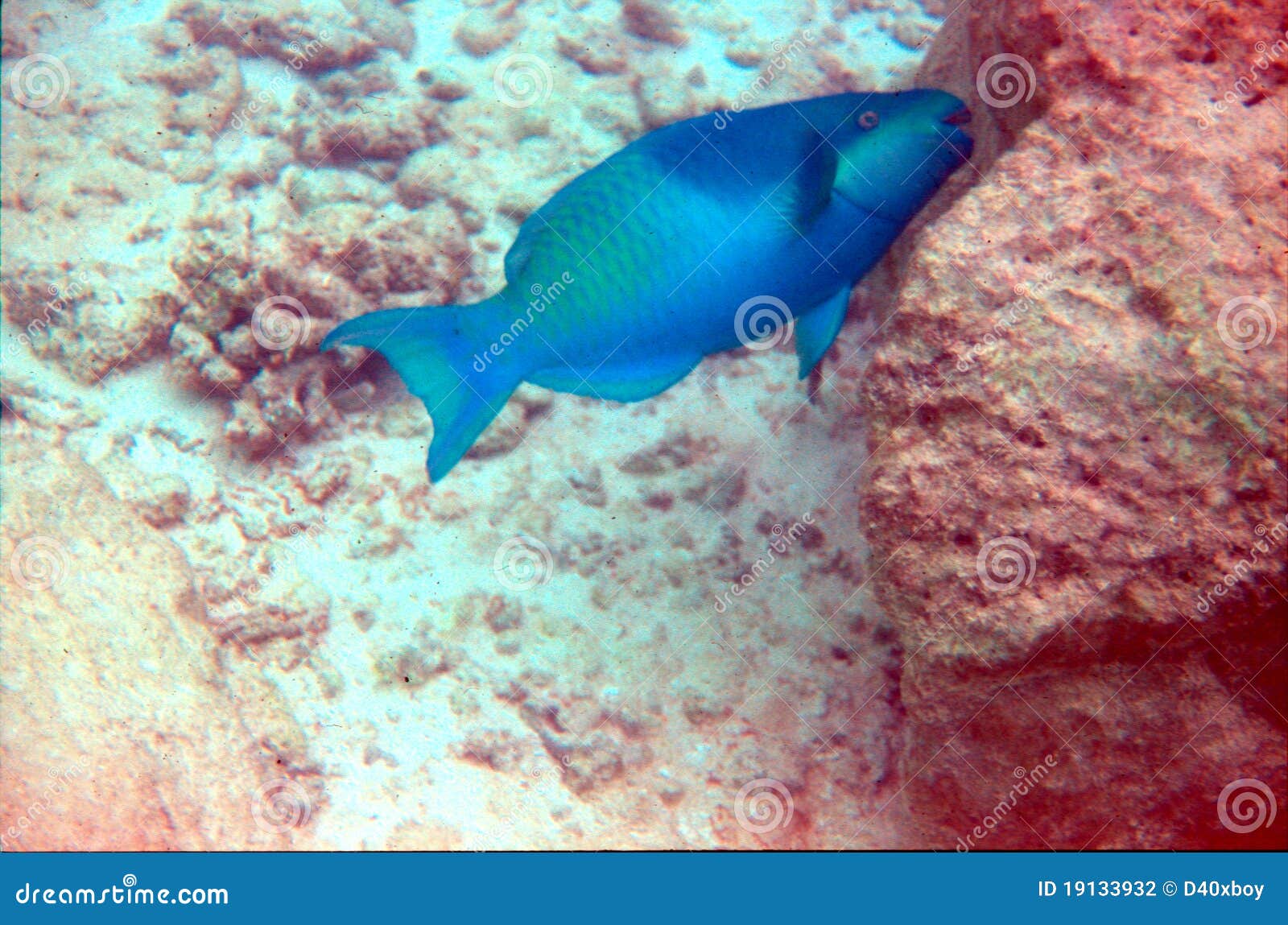 Pesce pappagallo blu fotografia stock. Immagine di ambiente - 19133932