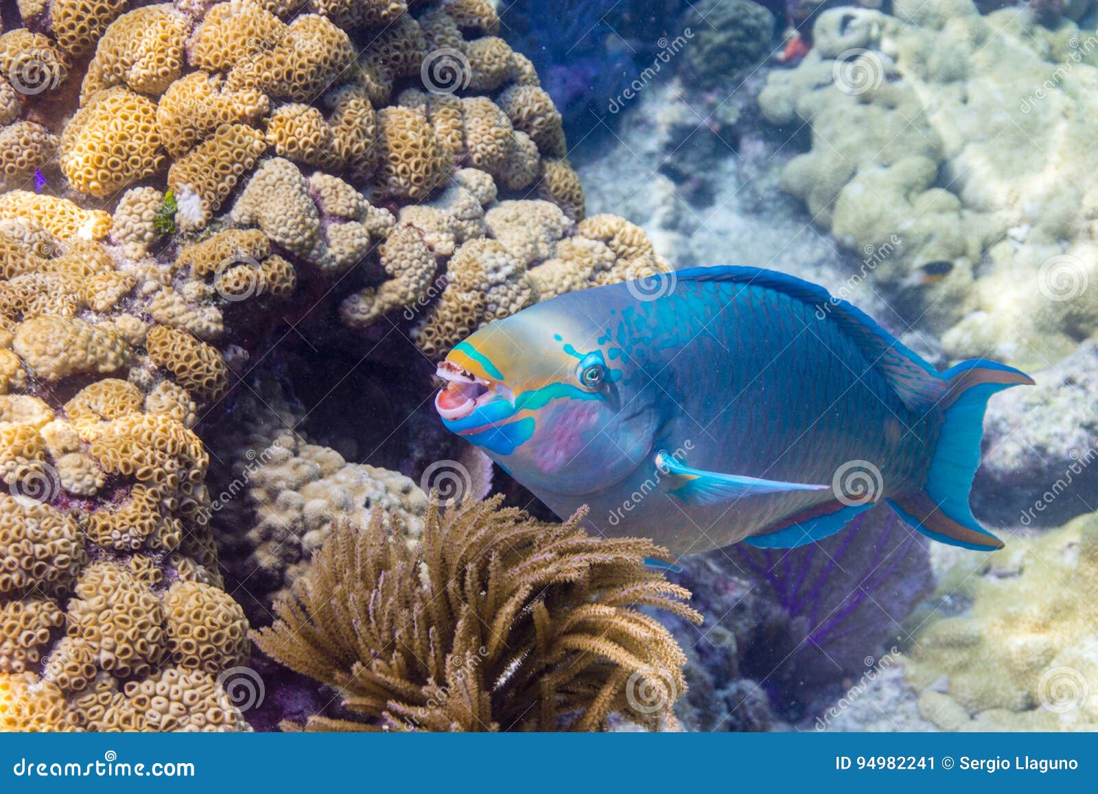 Pesce Pappagallo Della Regina Immagine Stock - Immagine di barriera ...