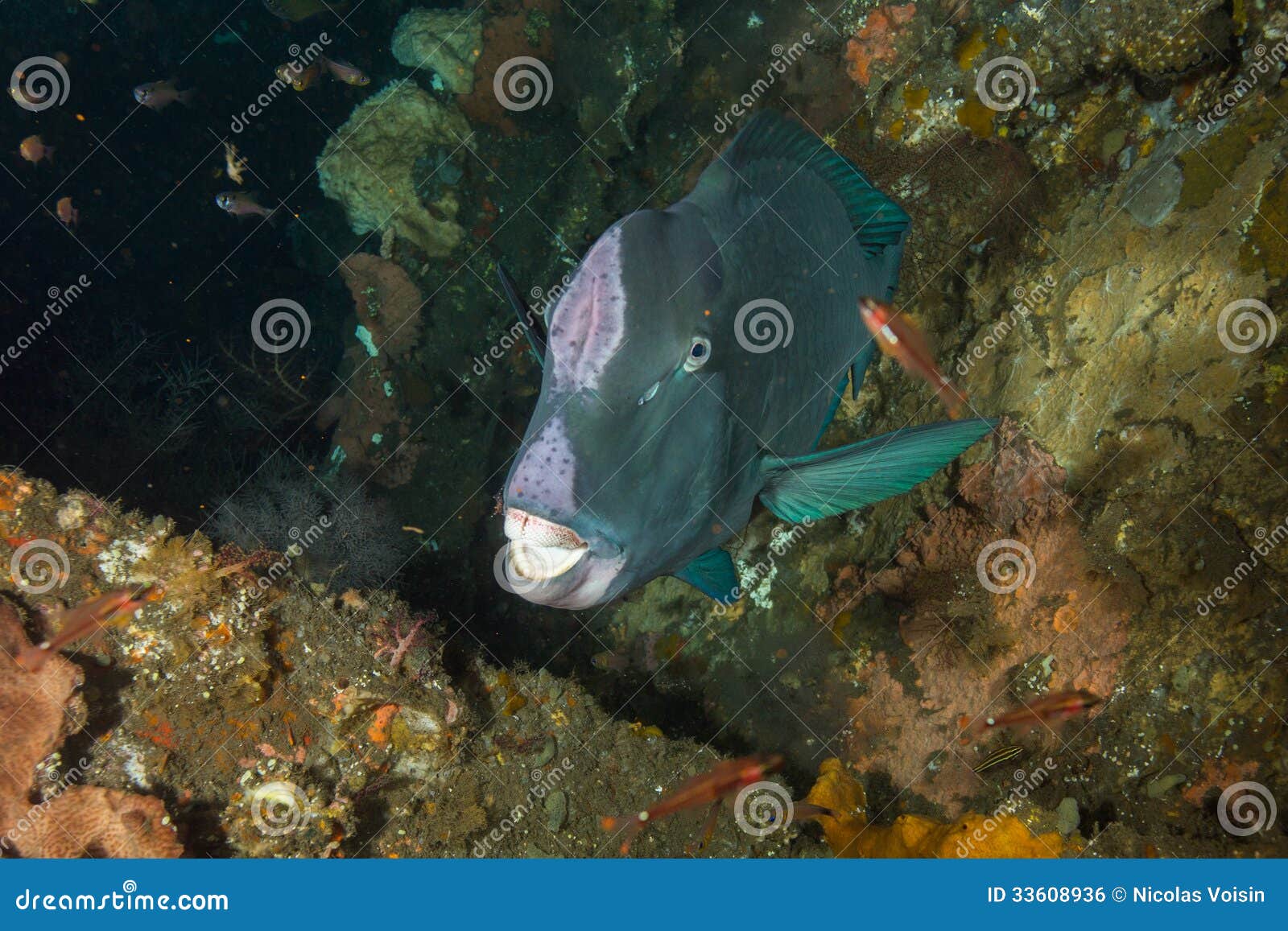 Pesce Pappagallo Di Bumphead Fotografia Stock - Immagine di pappagallo ...