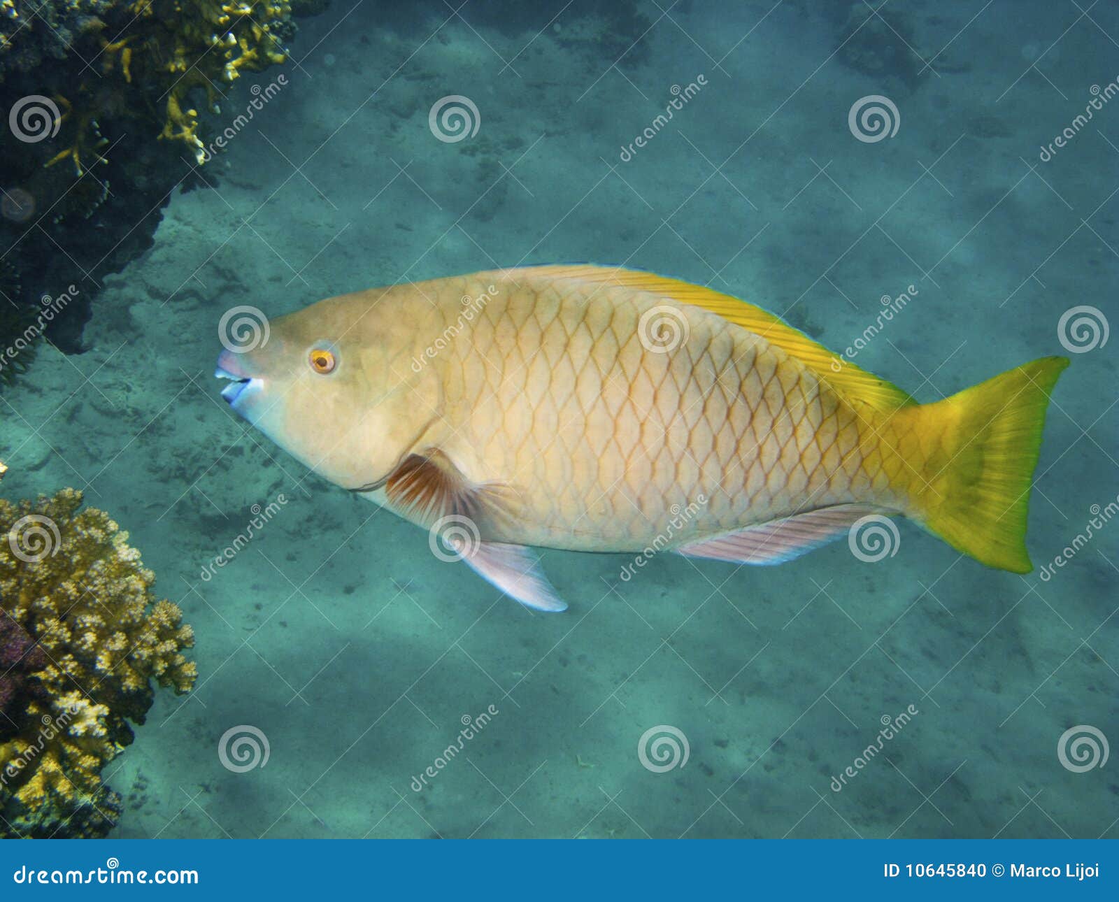 Pesce pappagallo giallo fotografia stock. Immagine di corsa - 10645840