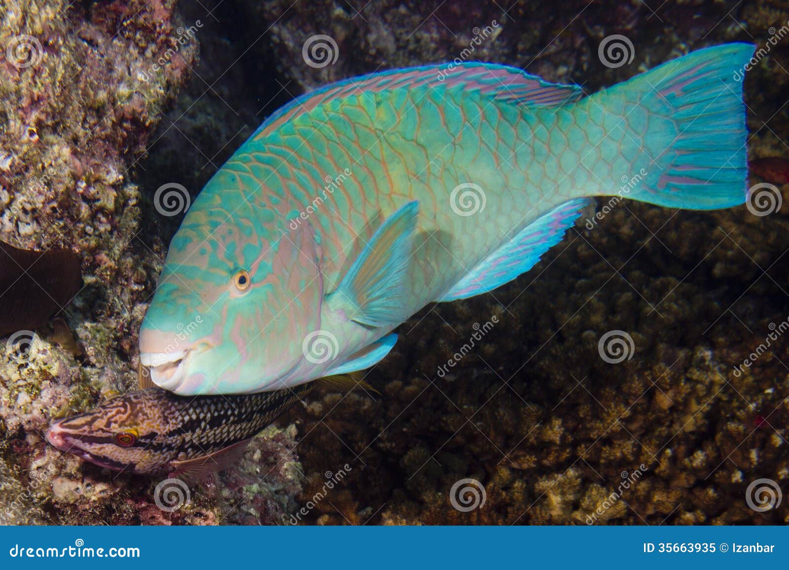 Pesce pappagallo subacqueo immagine stock. Immagine di pesci - 35663935