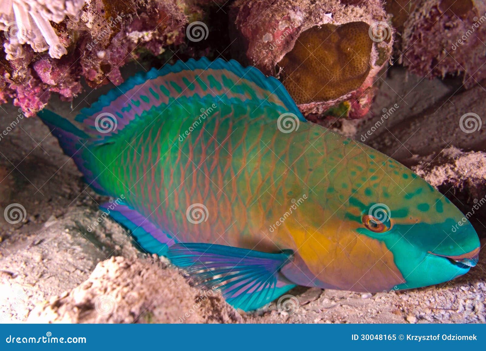 Pesce pappagallo immagine stock. Immagine di pianta, egitto - 30048165