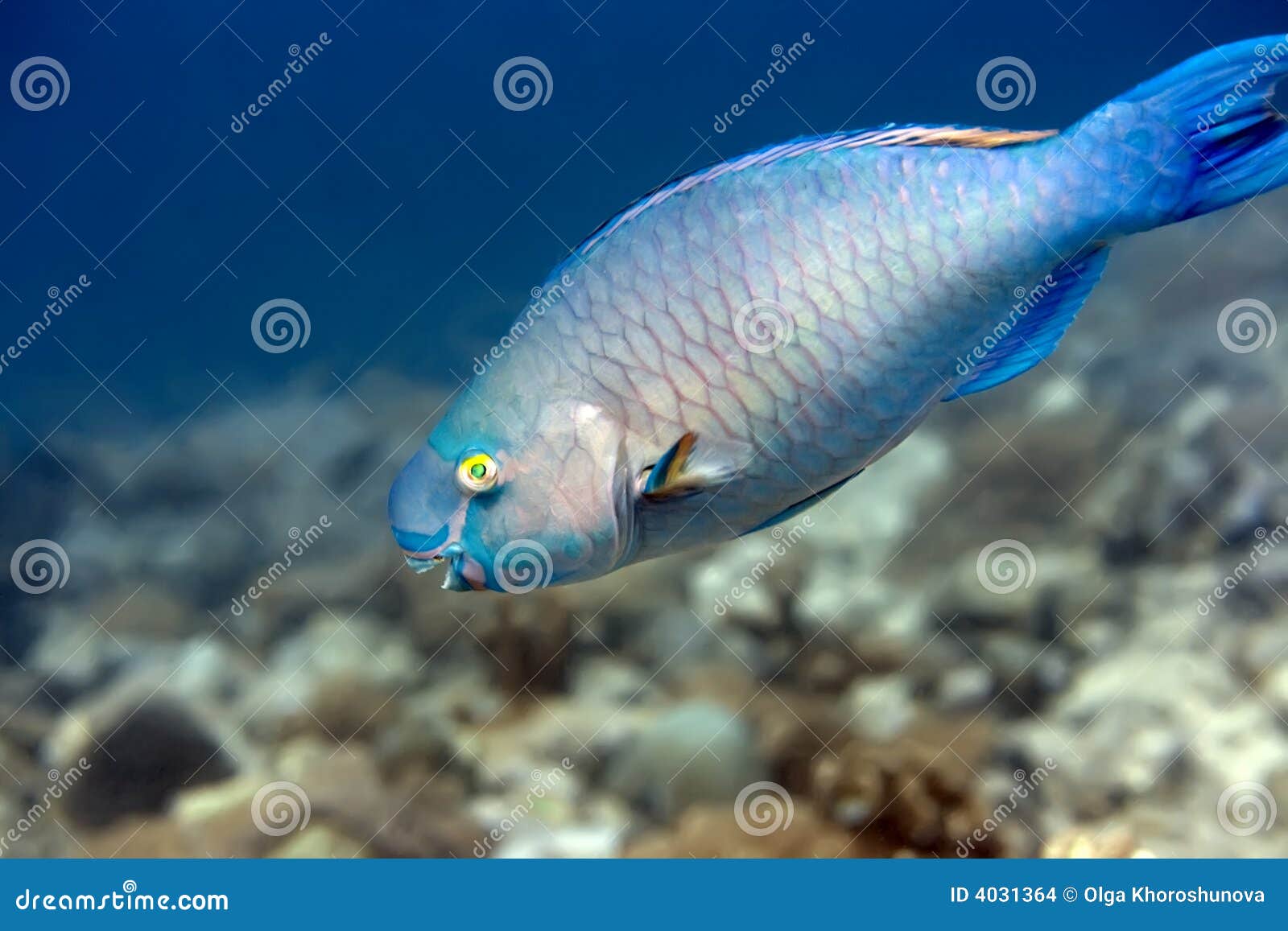 Pesce Pappagallo Tropicale Dei Pesci. Fotografia Stock - Immagine di ...