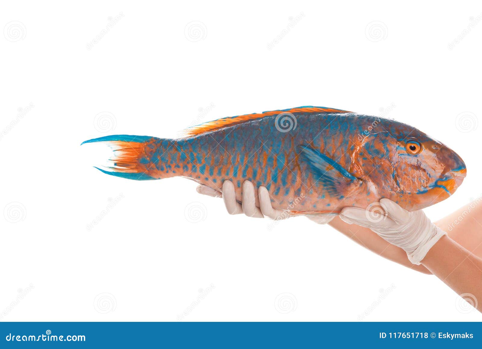 Pesce Pappagallo Variopinto Isolato Fotografia Stock - Immagine di ...