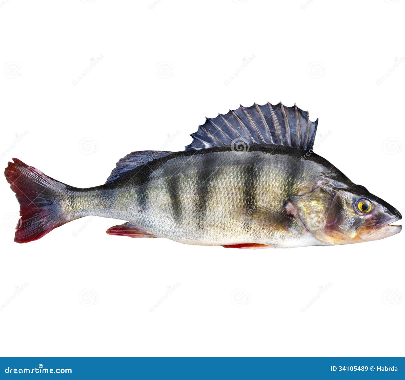 Pesce Persico, Spigola, Pesce Di Acqua Dolce Immagine Stock - Immagine ...
