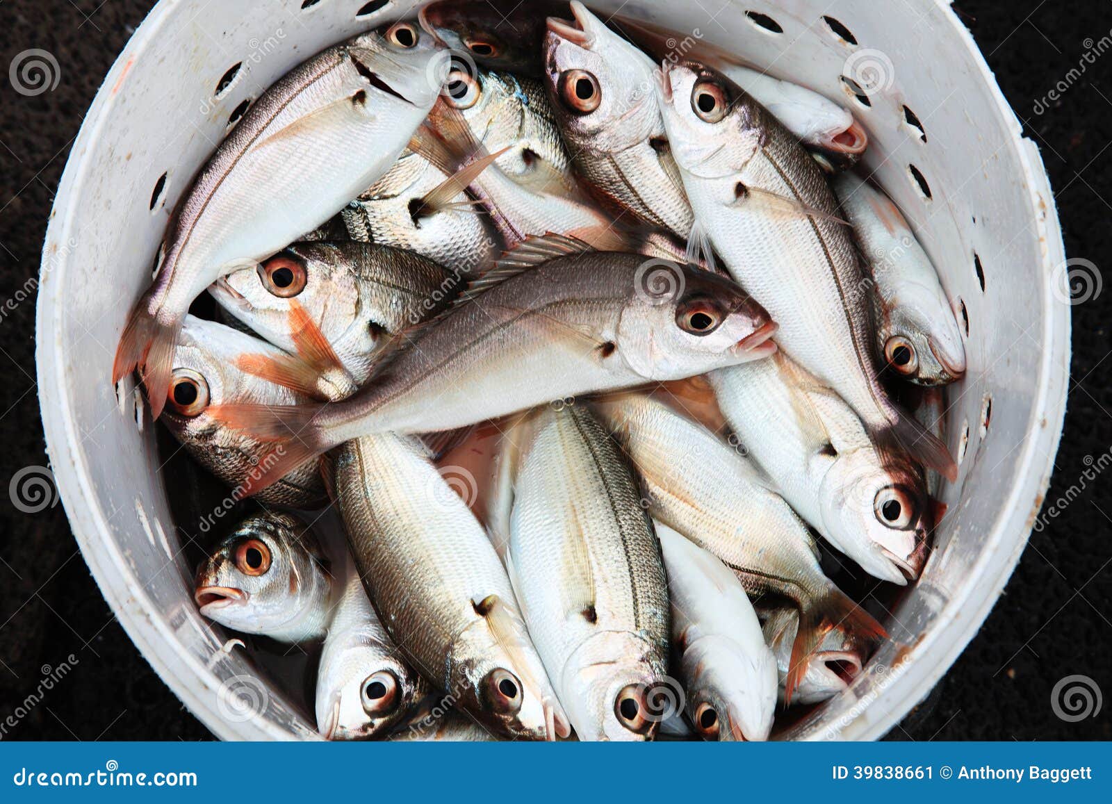 Pesce Pescato Fresco in Un Secchio Immagine Stock - Immagine di scala ...