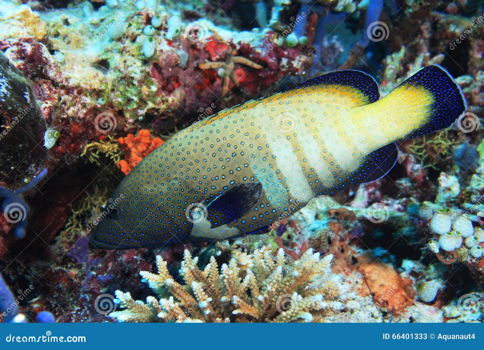 Pesce Posteriore Della Cernia Del Pavone Immagine Stock - Immagine di ...