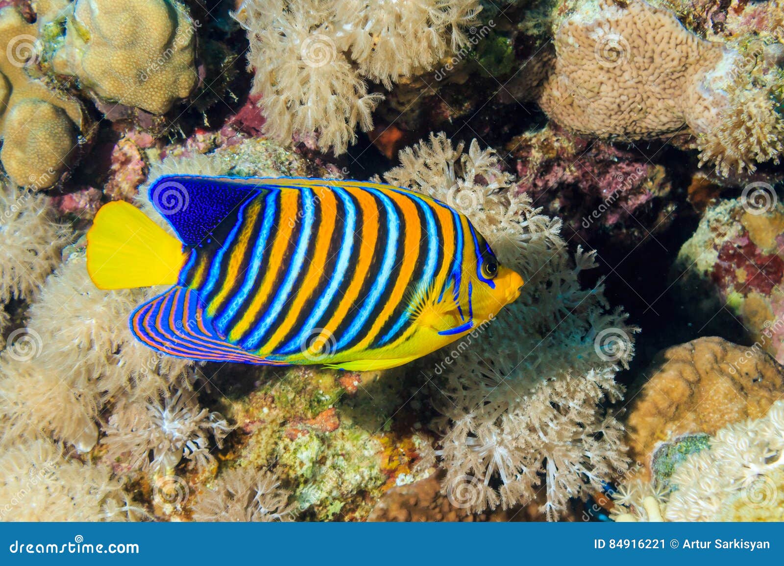 Pesce reale di angelo immagine stock. Immagine di fondo - 84916221