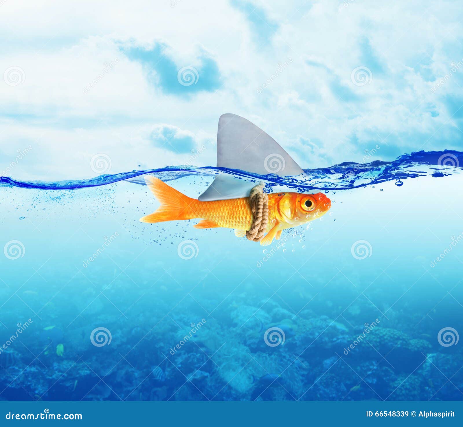 Pesce rosso come squalo immagine stock. Immagine di mascherato - 66548339