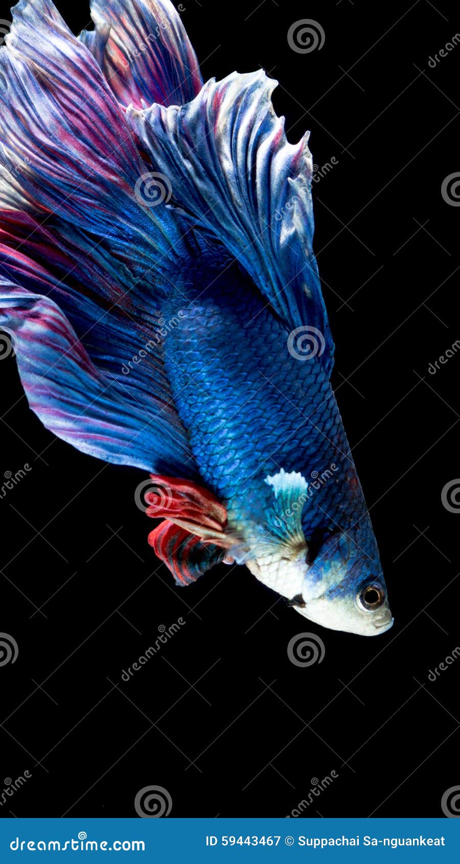 Pesce Siamese Blu E Rosso Di Combattimento, Pesce Di Betta Sul Nero Immagine Stock - Immagine di ...