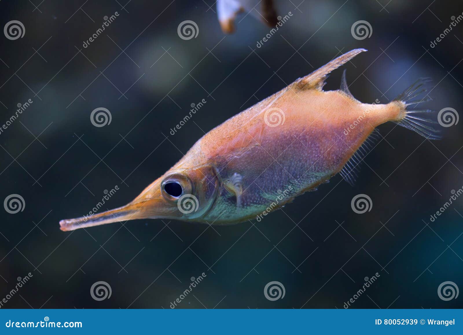 Pesce Trombetta Di Longspine (macroramphosus Scolopax) Immagine Stock ...