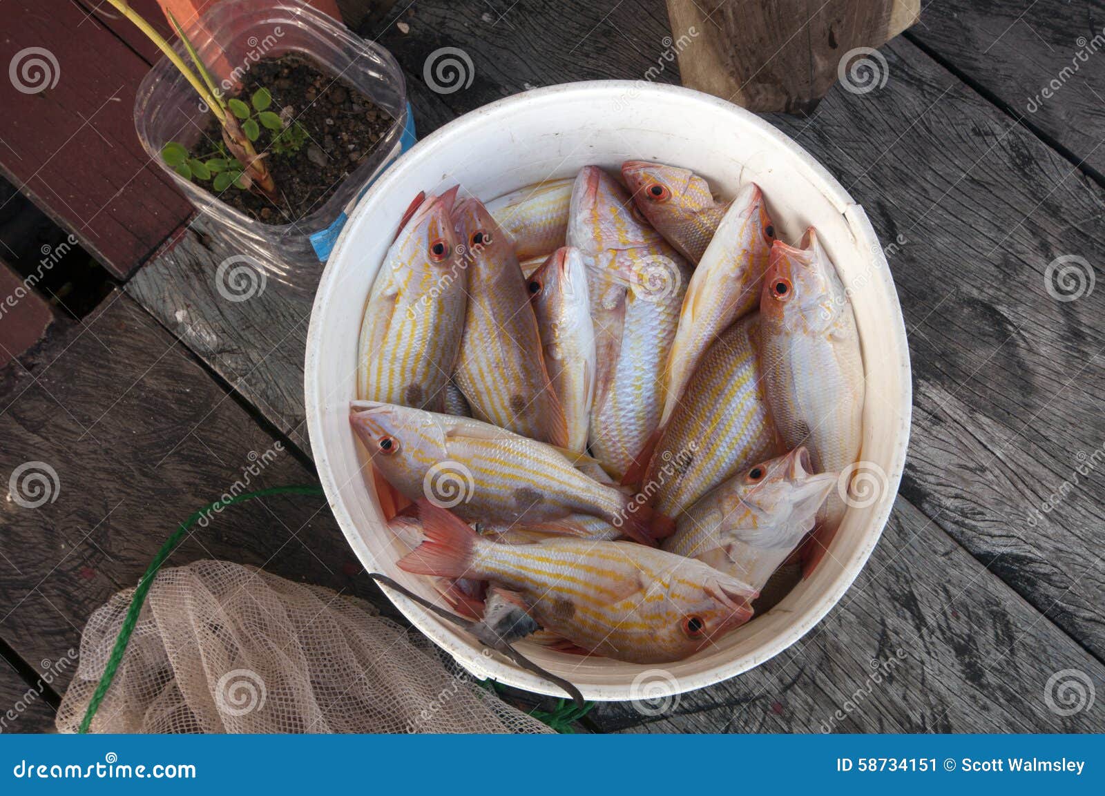 Pesce in un secchio immagine stock. Immagine di freschezza - 58734151