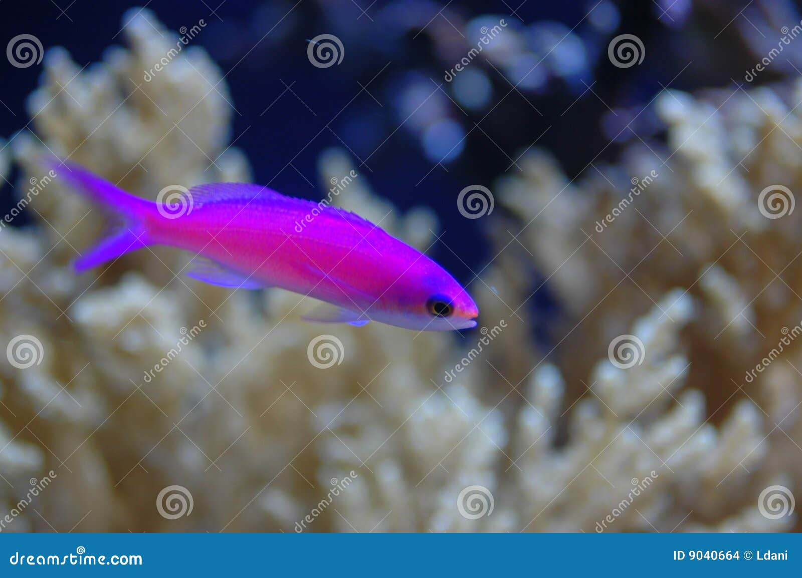 Pesce viola stock photo. Image of animal, fish, nature - 9040664