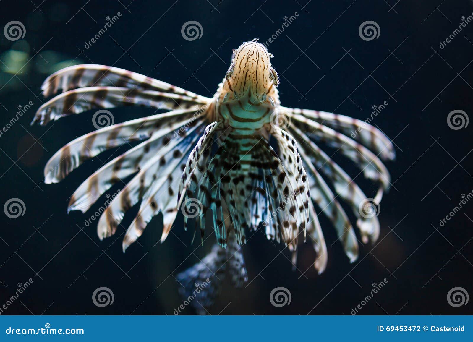 Pesce zebra in acqua fotografia stock. Immagine di profondo - 69453472