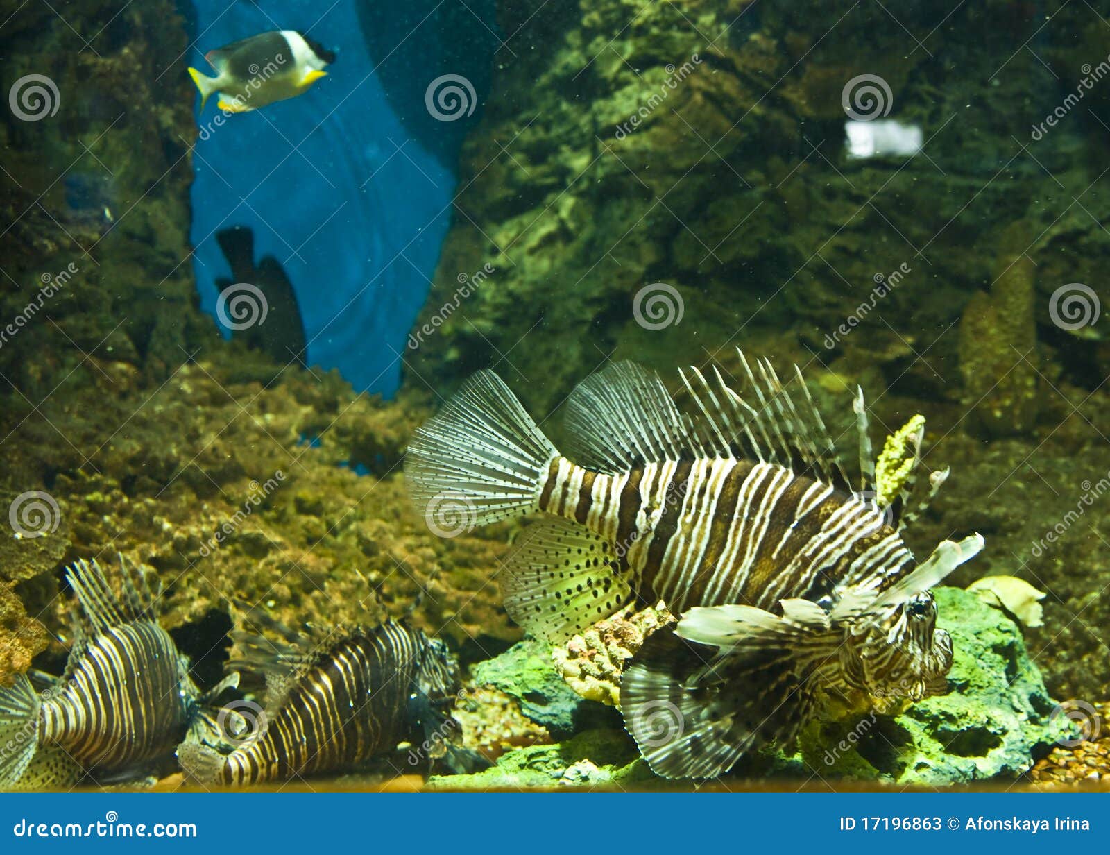 Pesce-zebra (volitans Del Pterois) Immagine Stock - Immagine di ...