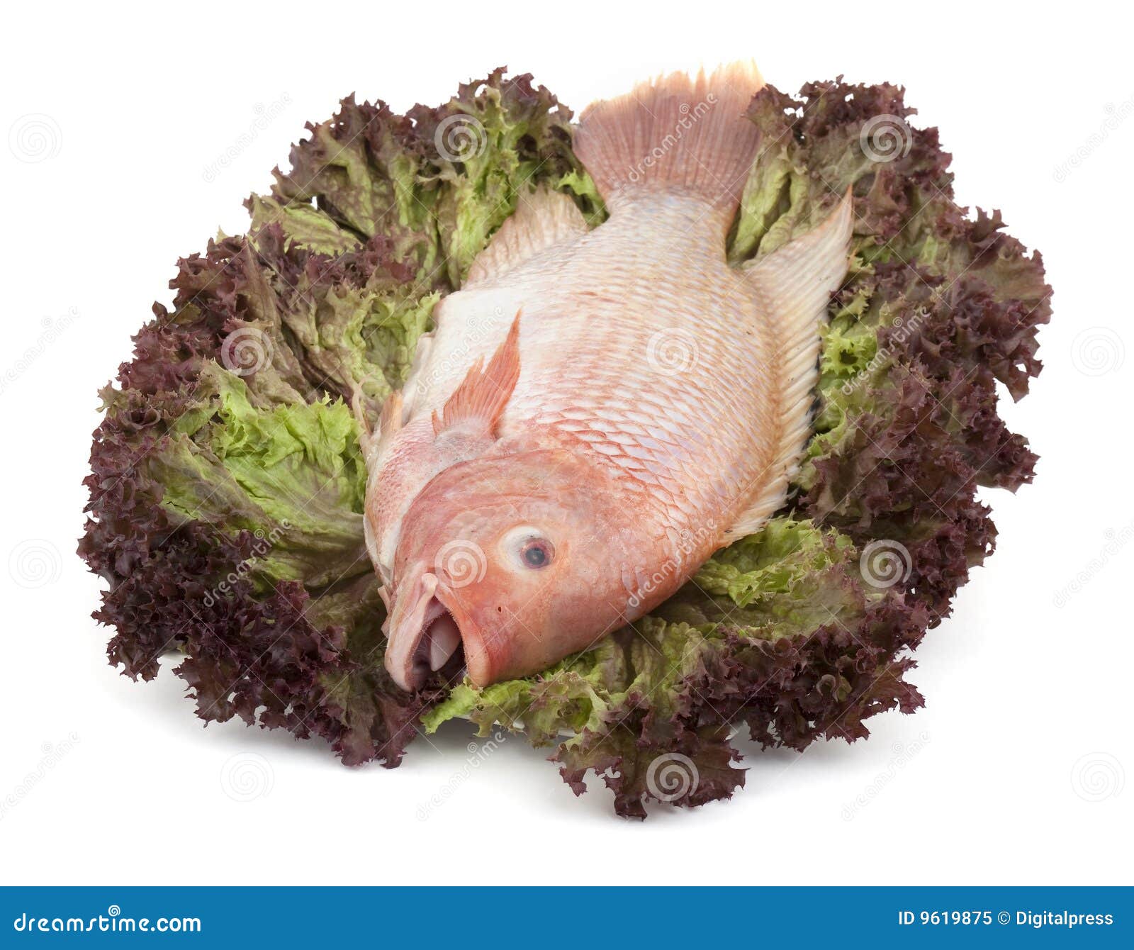 Peschi Il Tilapia Su Insalata Immagine Stock - Immagine di grezzo ...