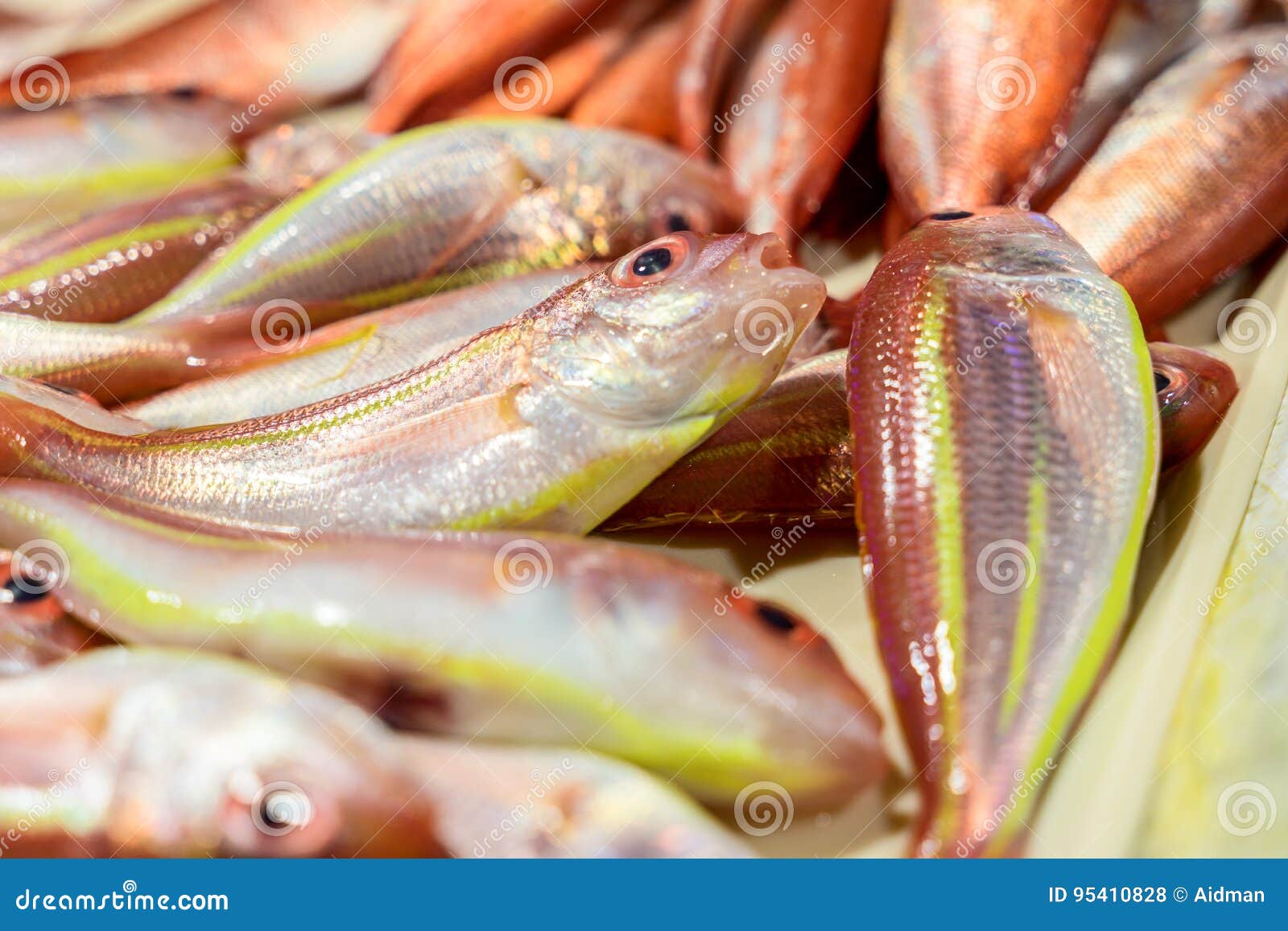 Peschi Molto Bello Pesce Tropicale Rosso Fotografia Stock - Immagine di ...