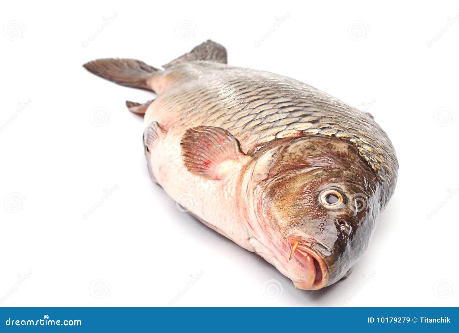 Peschi una carpa immagine stock. Immagine di bianco, seafood - 10179279