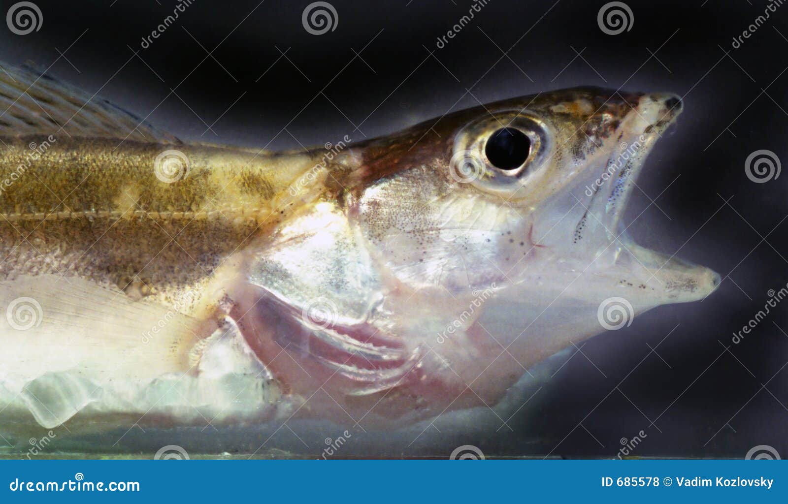 Pesci fotografia stock. Immagine di branchie, sguardi, profilo - 685578