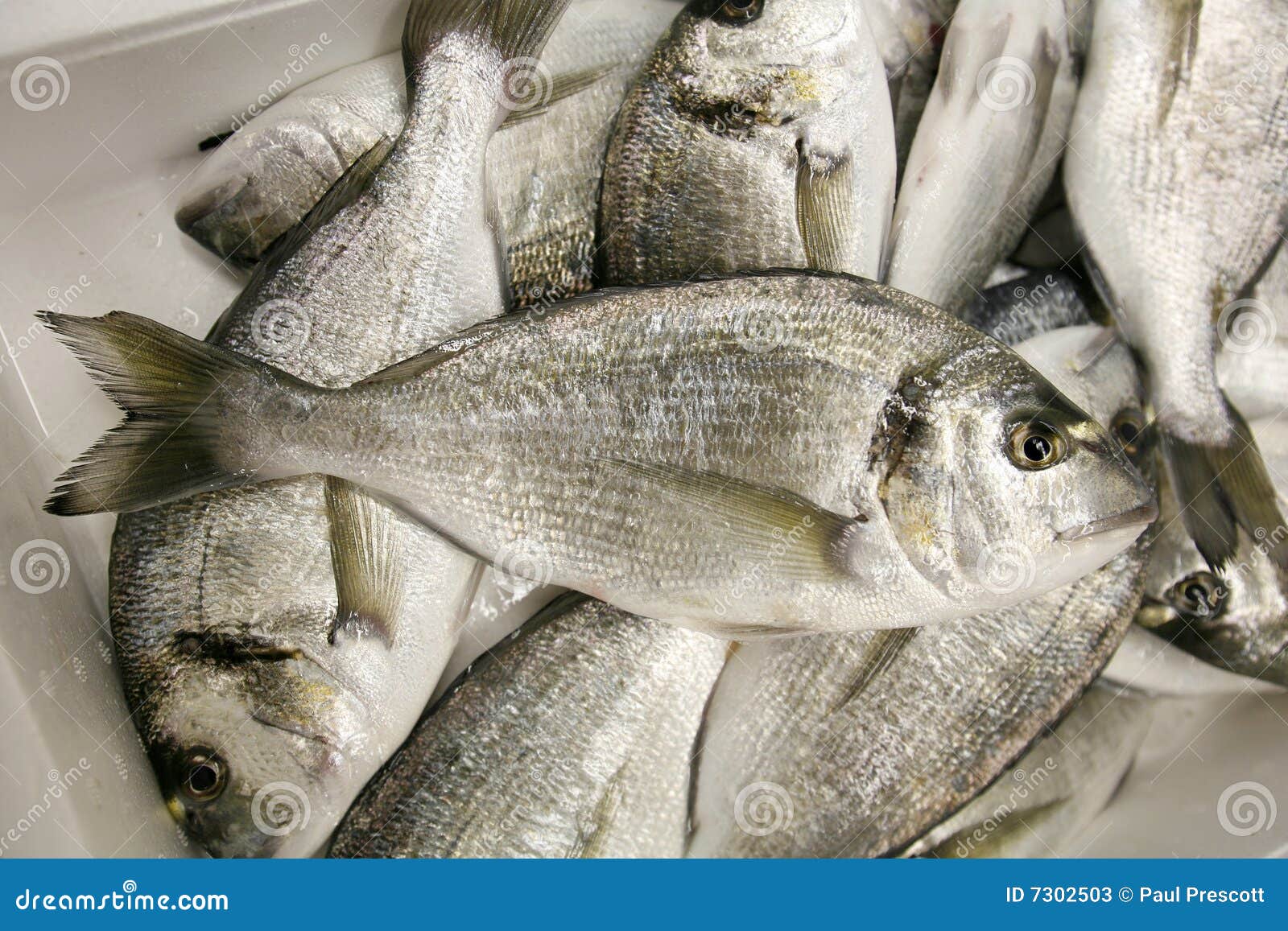 Pesci immagine stock. Immagine di scala, pesci, fresco - 7302503