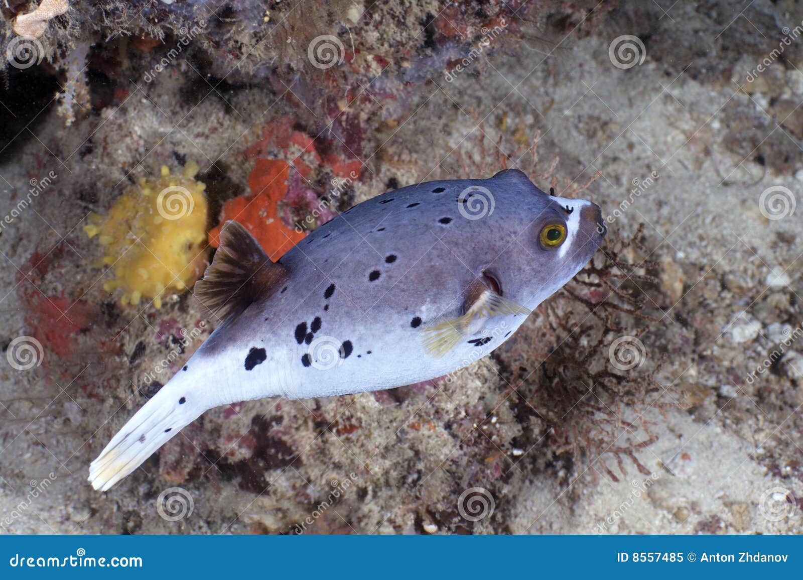 Pesci immagine stock. Immagine di roccia, sale, malaysia - 8557485