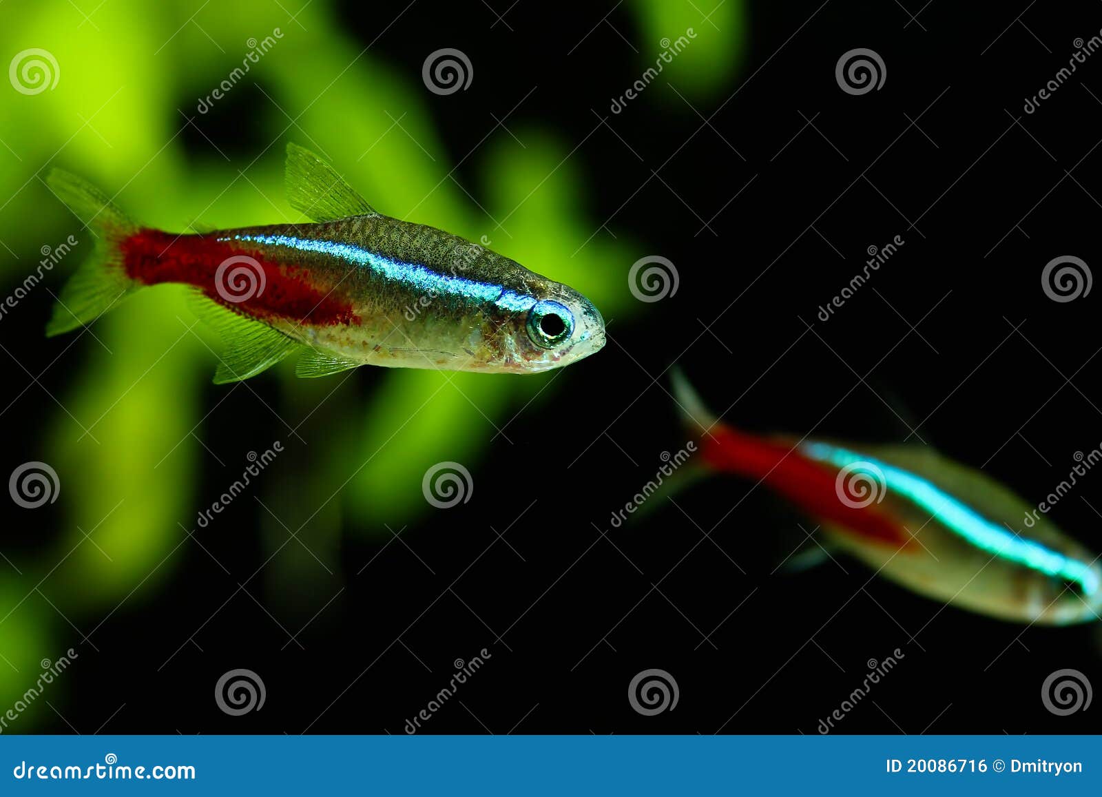 Pesci al neon fotografia stock. Immagine di fauna, sfondo - 20086716