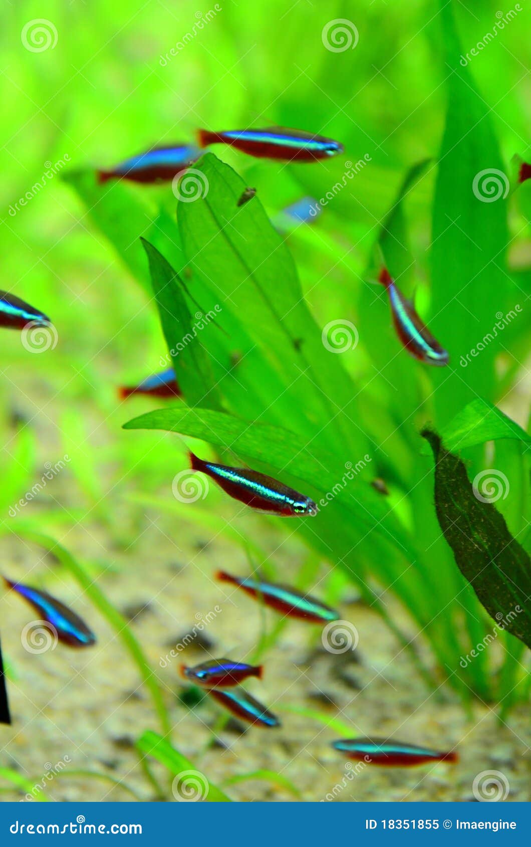 Pesci Al Neon Cardinali Rossi Immagine Stock - Immagine di colore ...