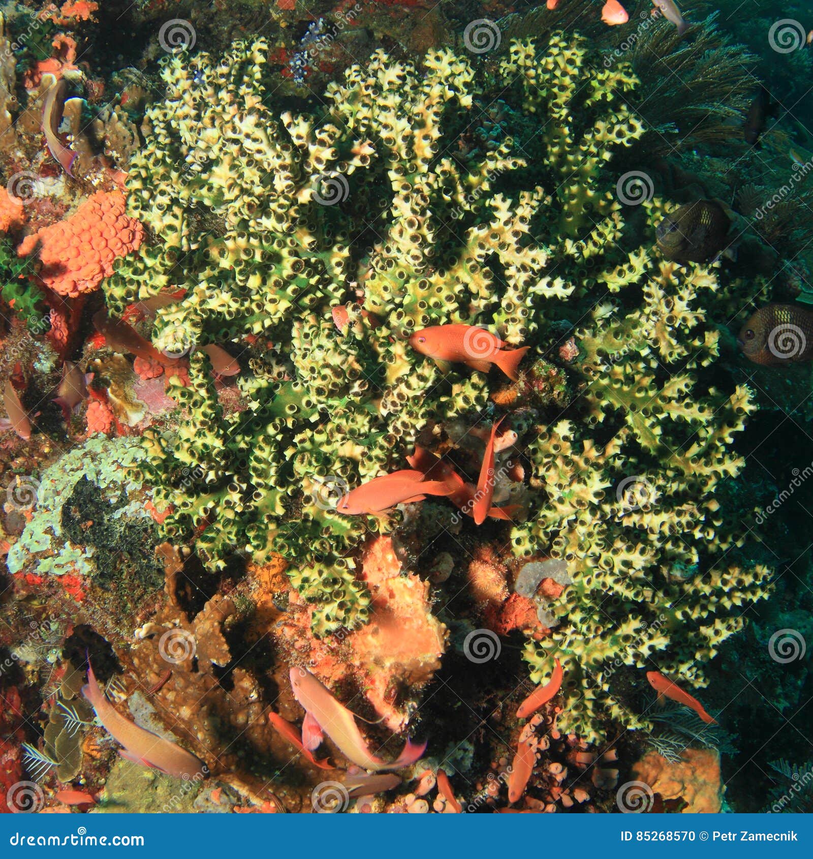 Pesci Arancio Nel Corallo Verde Fotografia Stock - Immagine di ...