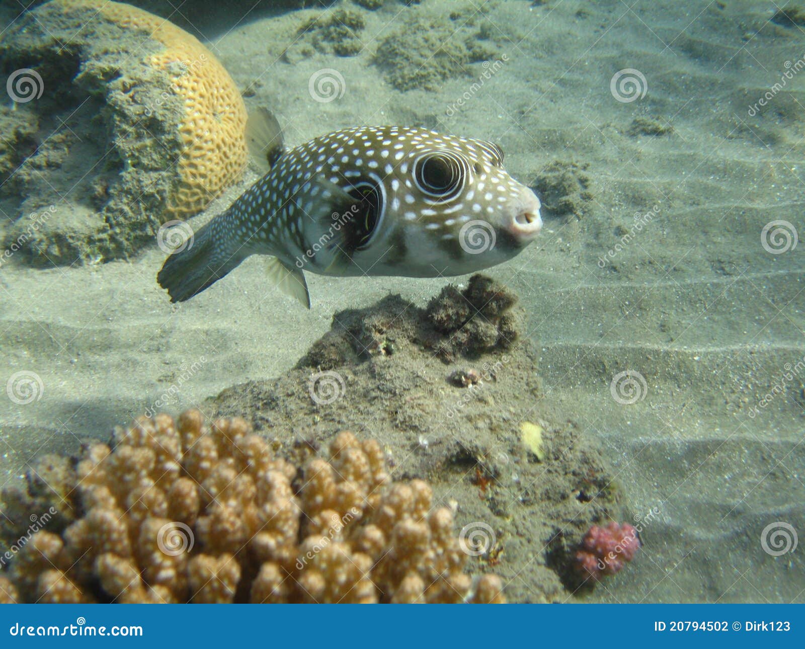 Pesci Bianco-macchiati Del Pesce Palla (hispidus Del Arothron ...