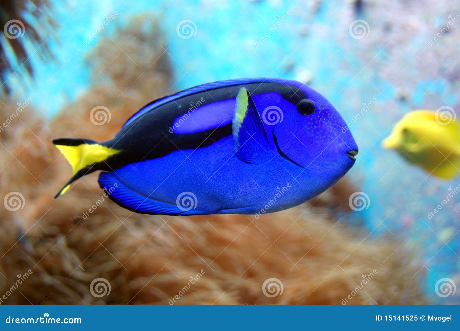 Pesci blu immagine stock. Immagine di giallo, corallo - 15141525