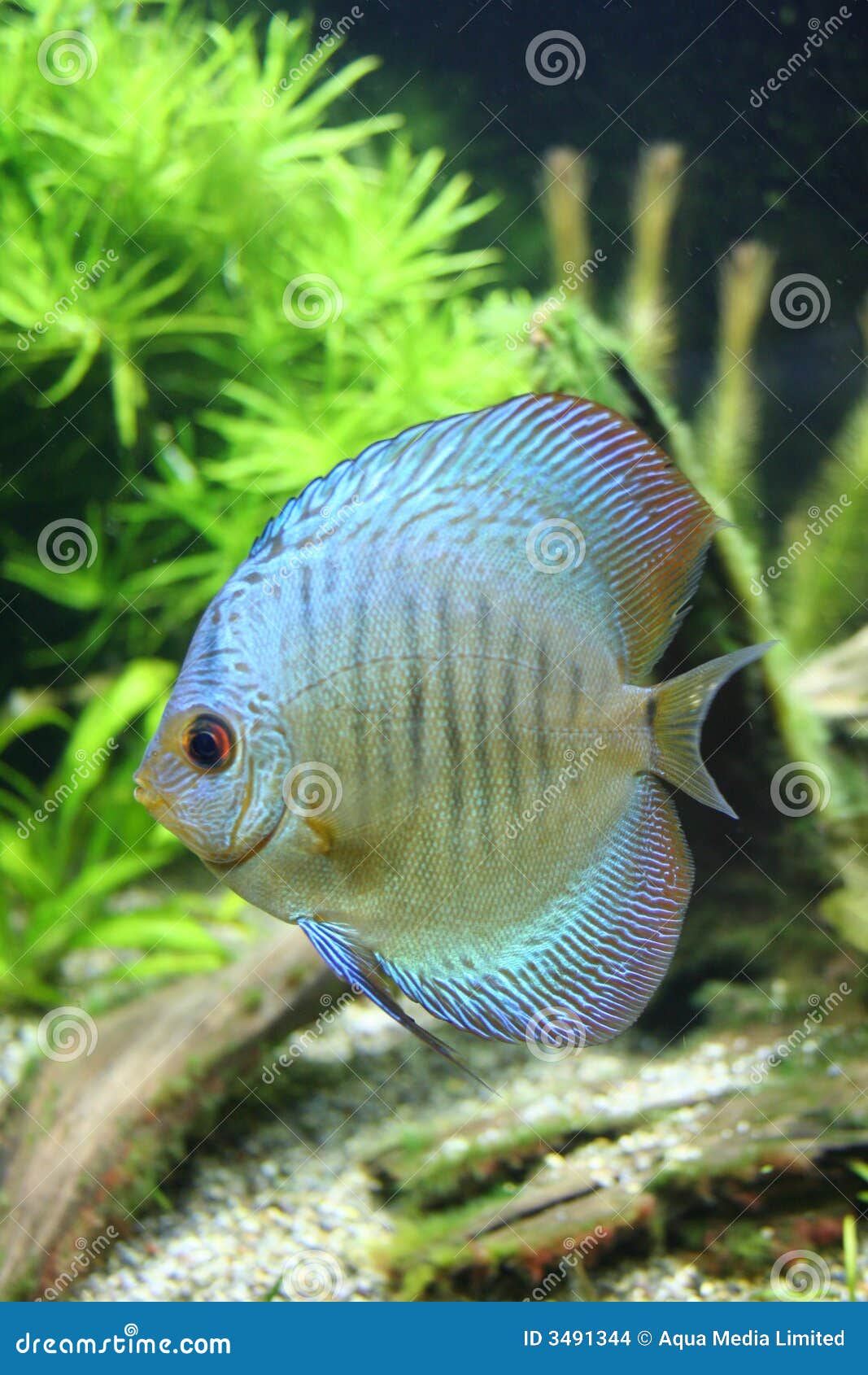 Pesci Blu Del Discus Di Snakeskin Fotografia Stock - Immagine di luce ...