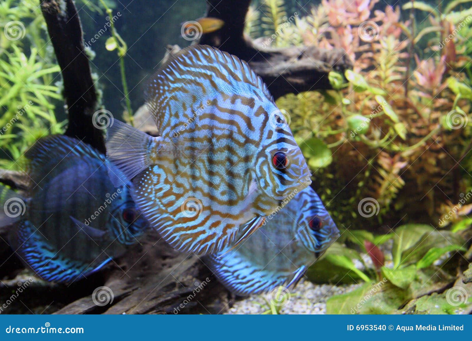 Pesci Blu Dell'acquario Del Discus Fotografia Stock - Immagine di ...