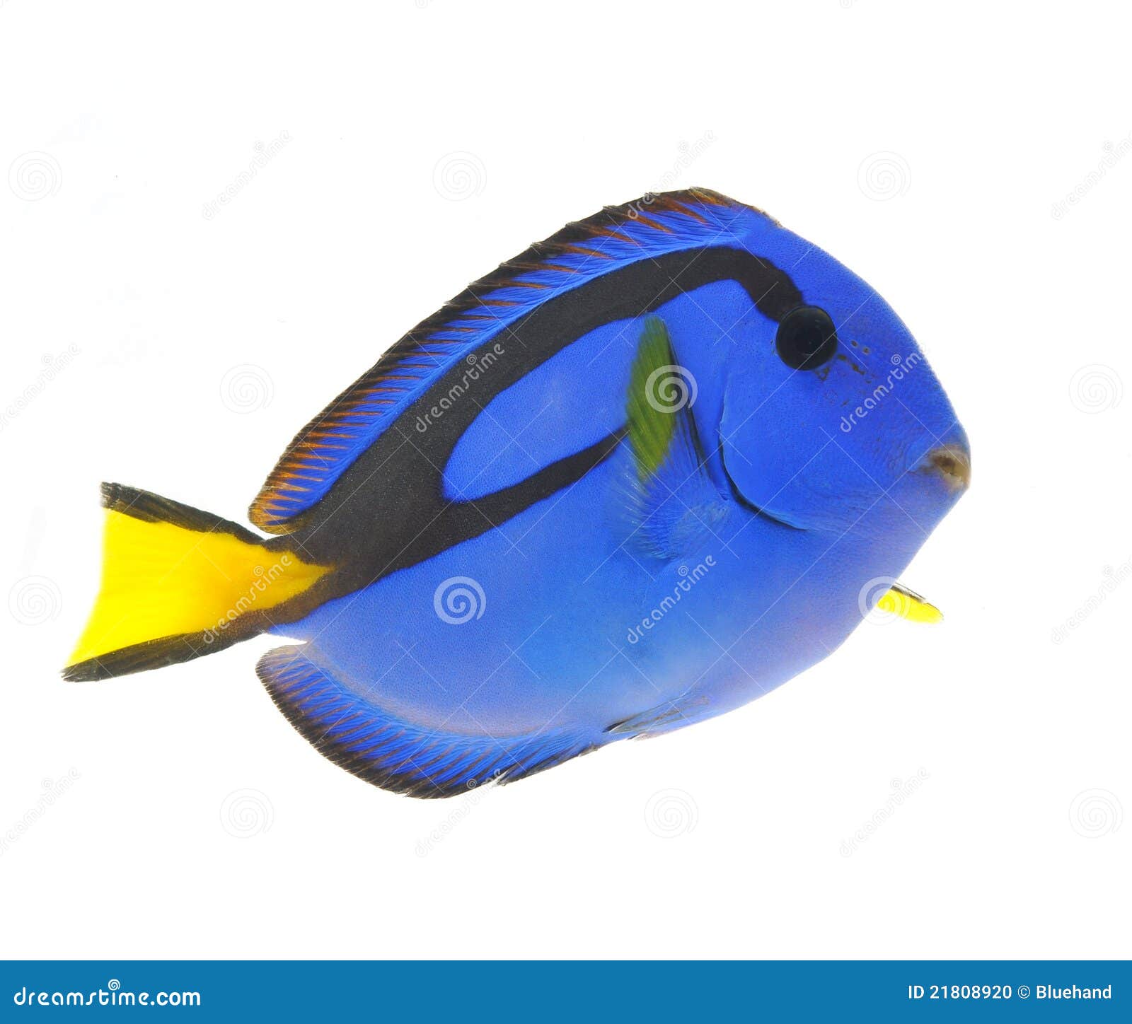 Pesci Blu Di Linguetta Isolati Su Bianco Fotografia Stock - Immagine di ...