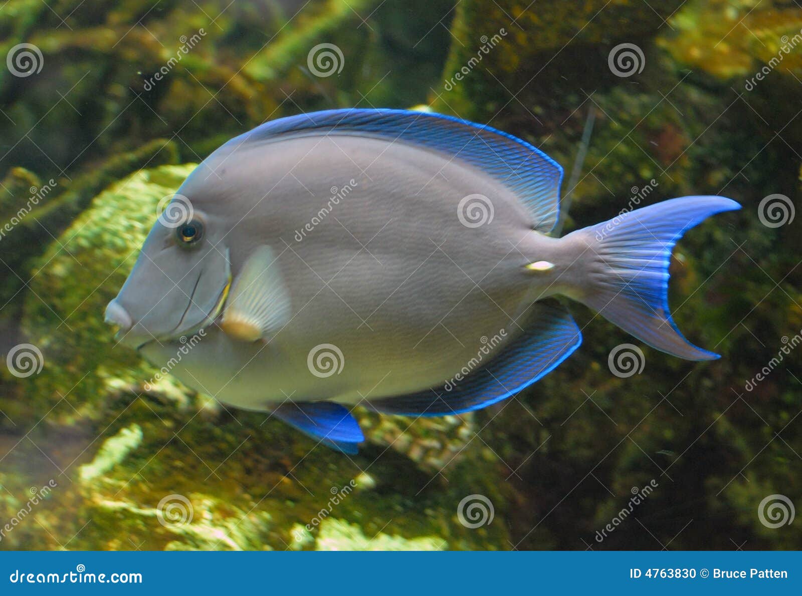 Pesci blu tropicali fotografia stock. Immagine di esotico - 4763830