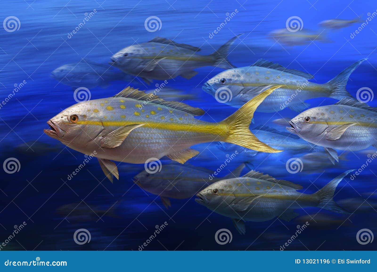 Pesci dalla coda gialla fotografia stock. Immagine di pesci - 13021196
