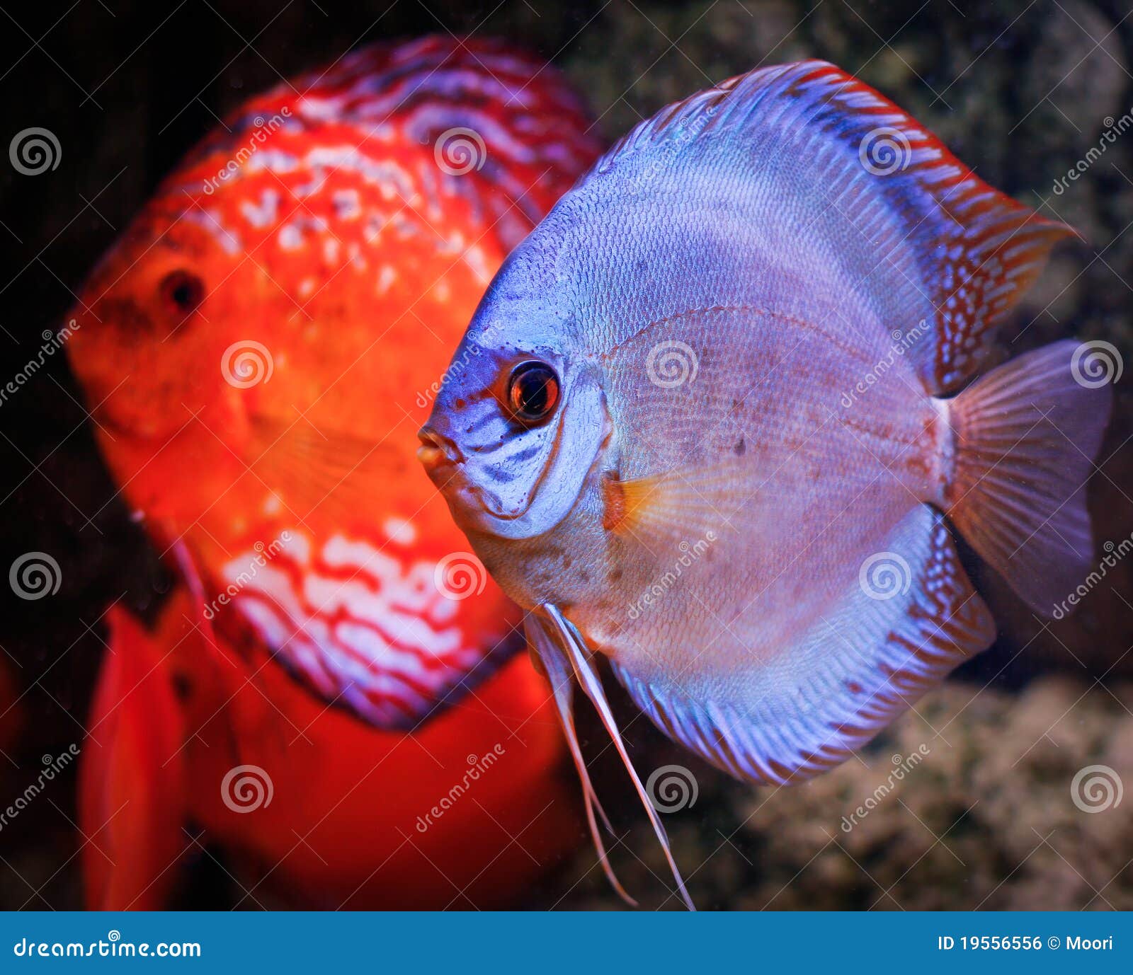 Pesci del Discus fotografia stock. Immagine di marino - 19556556