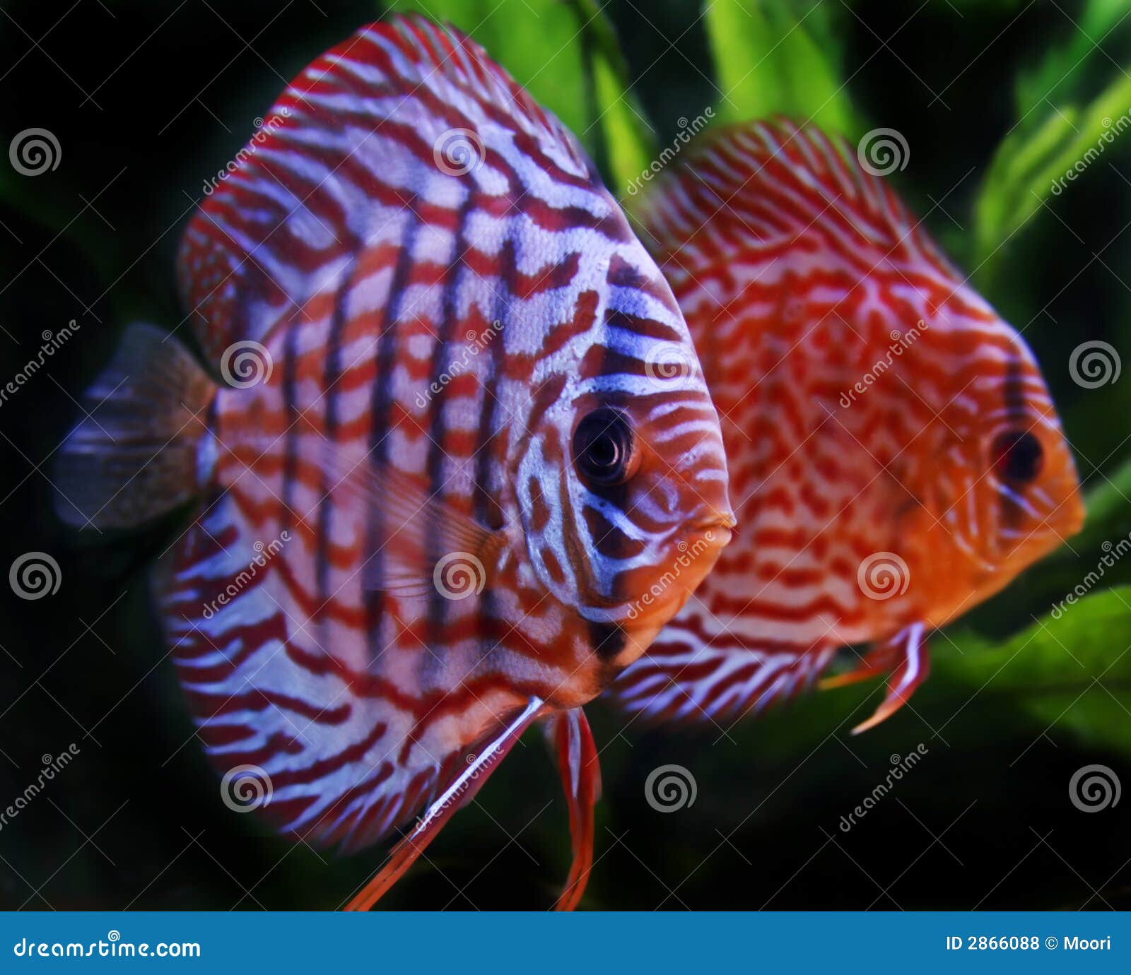 Pesci del Discus fotografia stock. Immagine di banda, colore - 2866088