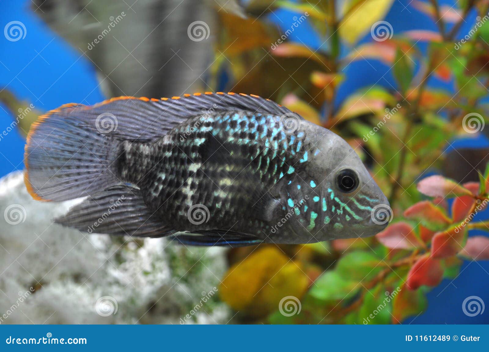 Pesci del Mar Rosso immagine stock. Immagine di grigio - 11612489