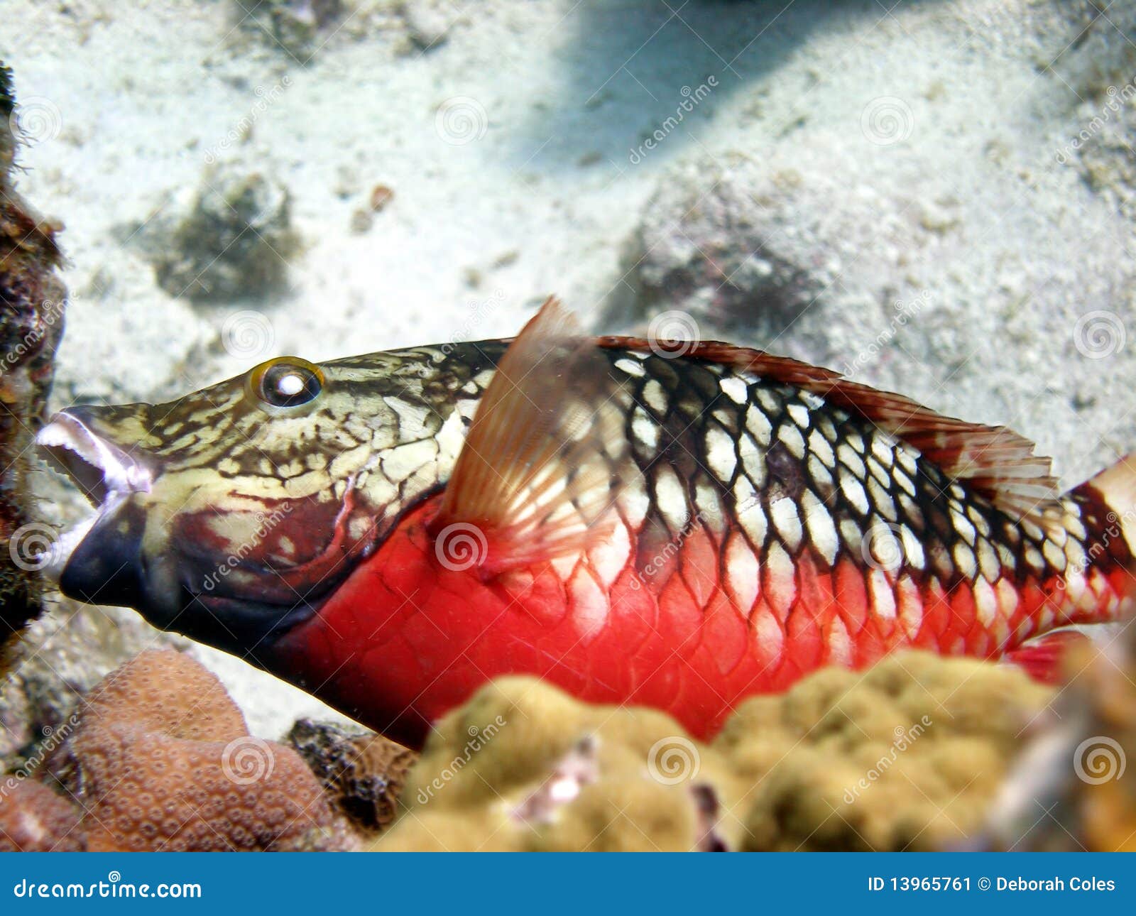 Pesci Del Pappagallo Che Mangiano Corallo Immagine Stock - Immagine di ...