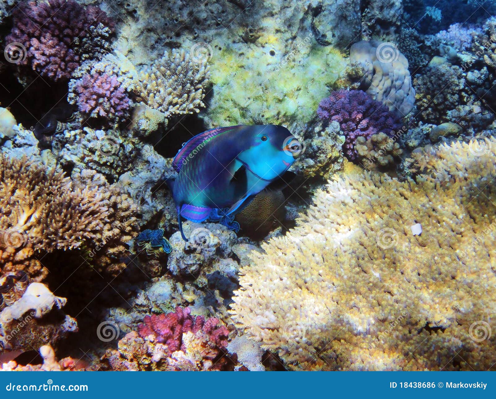 Pesci Del Pappagallo Sulla Barriera Corallina Fotografia Stock ...