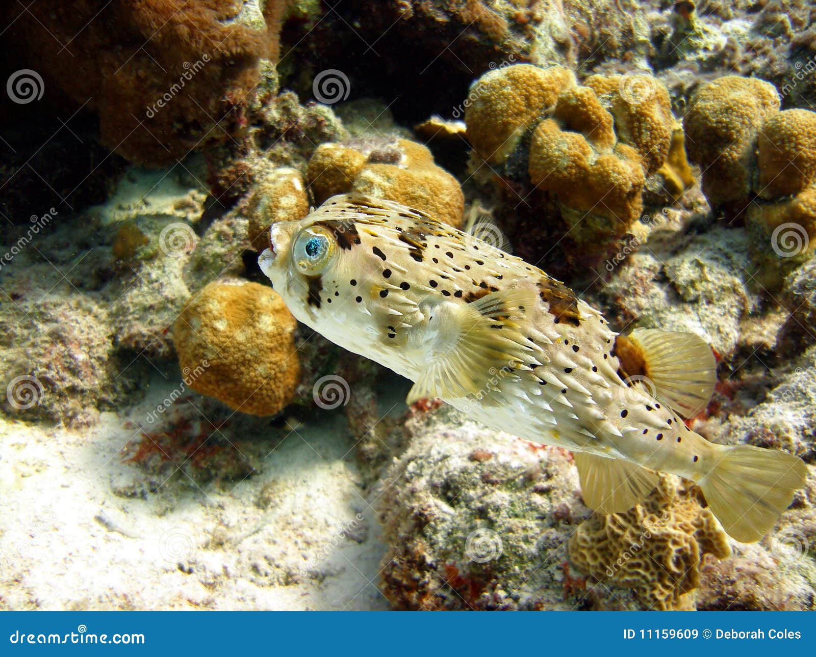 Pesci del pesce palla immagine stock. Immagine di coralli - 11159609