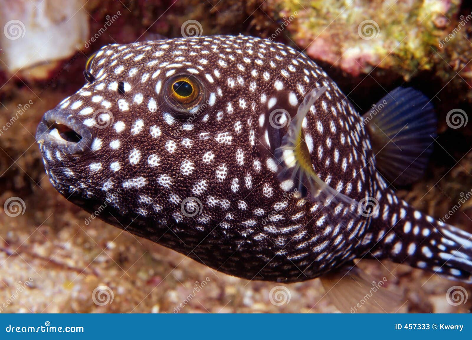 Pesci del pesce palla immagine stock. Immagine di mare - 457333