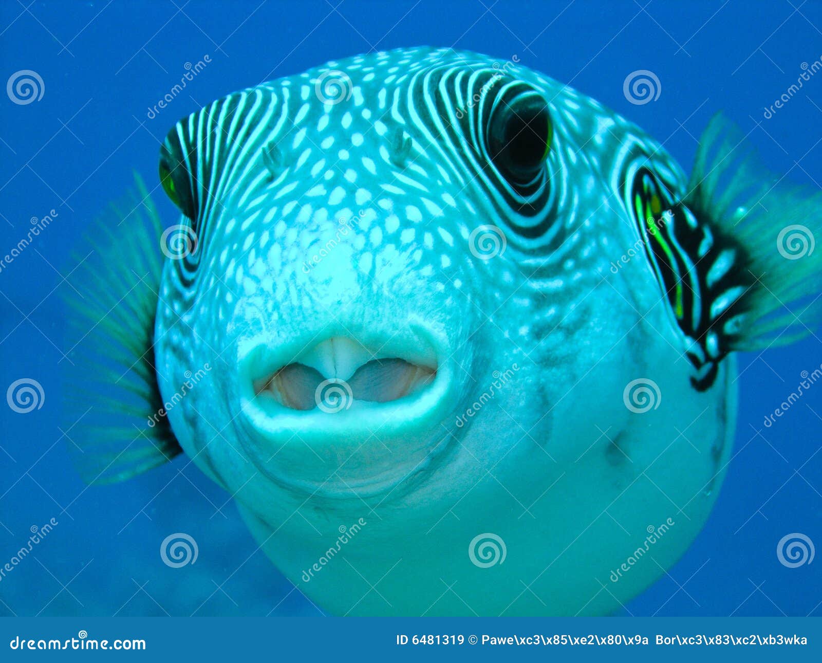 Pesci del pesce palla immagine stock. Immagine di subacqueo - 6481319