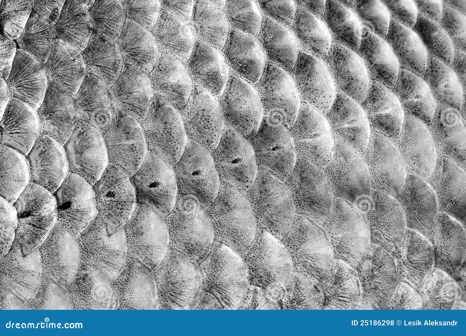 Pesci Della Carpa Della Scala, La Struttura Fotografia Stock - Immagine ...