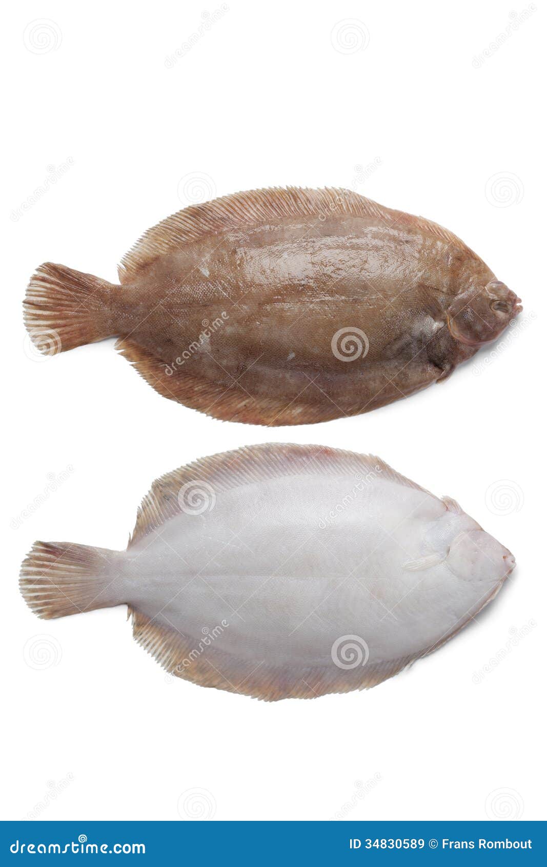 Pesci della limanda immagine stock. Immagine di grezzo - 34830589