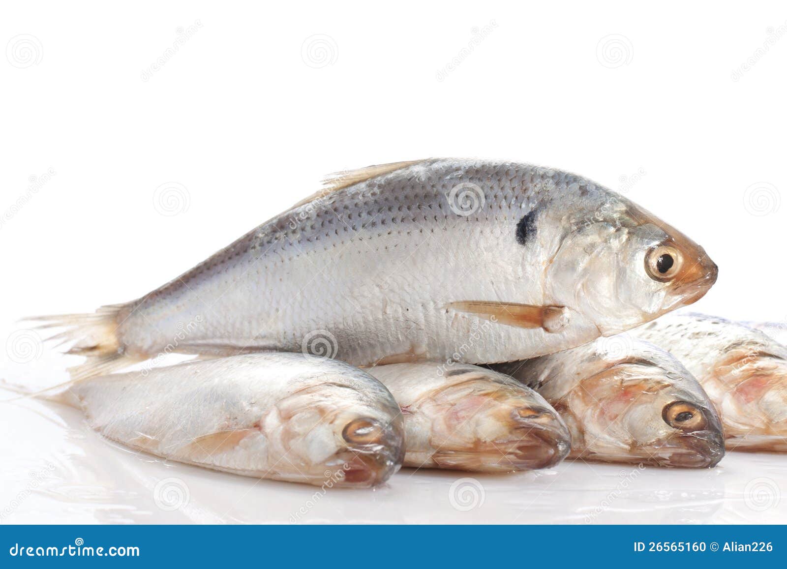 Pesci delle aringhe fotografia stock. Immagine di nessuno - 26565160