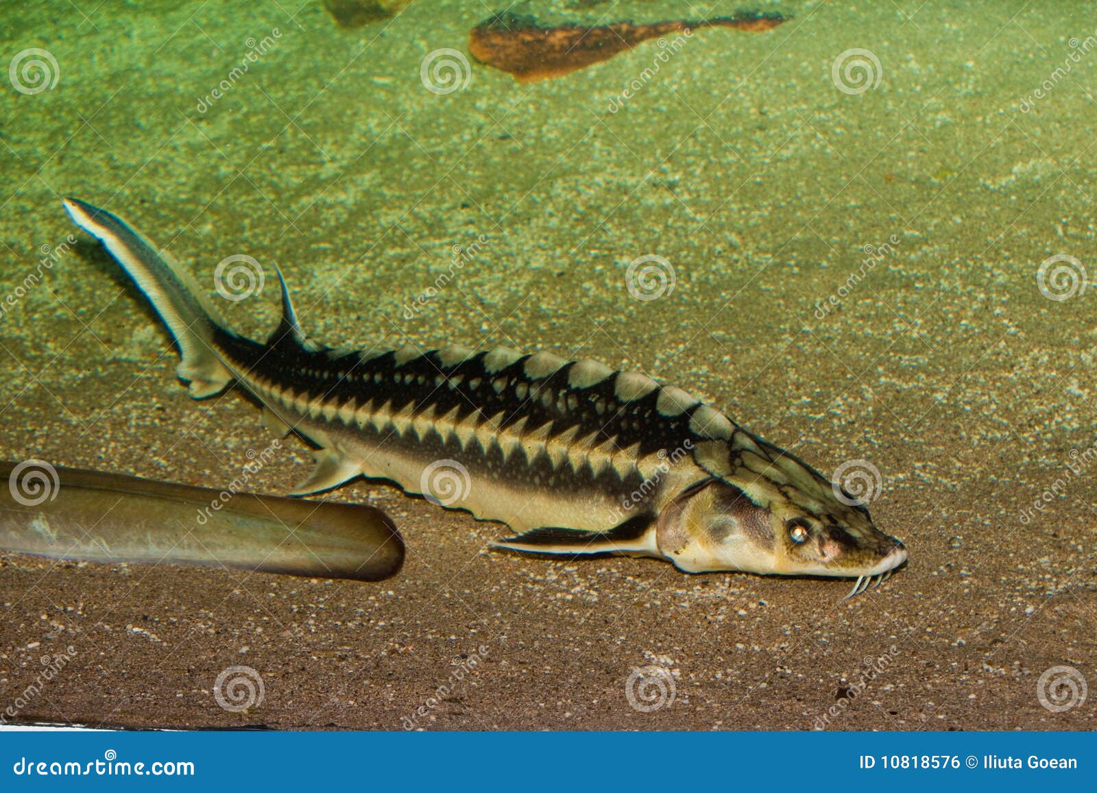 Pesci Dello Storione Di Danubio Fotografia Stock - Immagine di ...