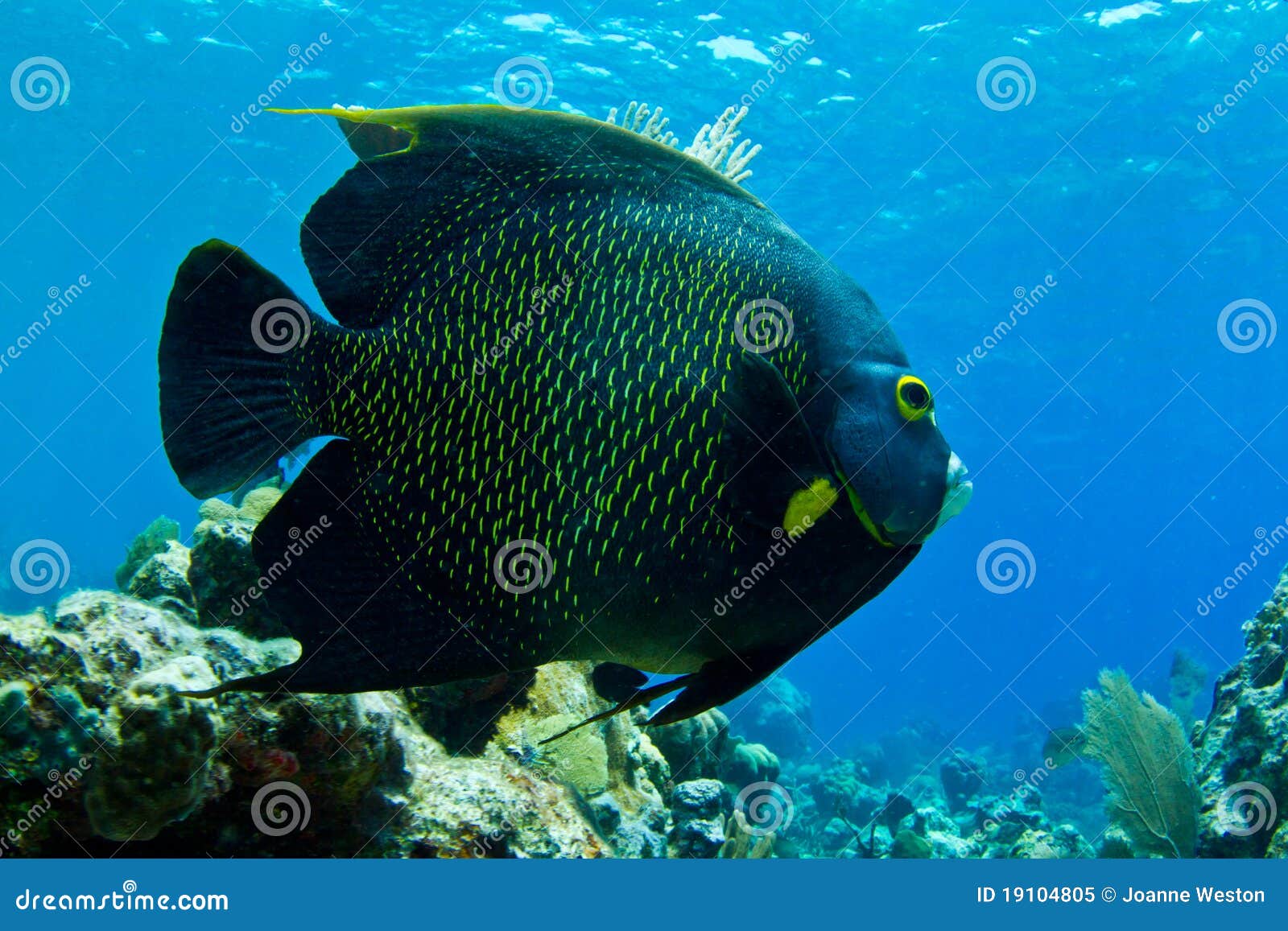 Pesci di angelo immagine stock. Immagine di fauna, america - 19104805